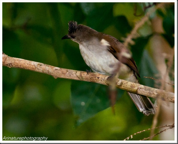 Naturalist Photography: Bulbul of Malaysia Part 3